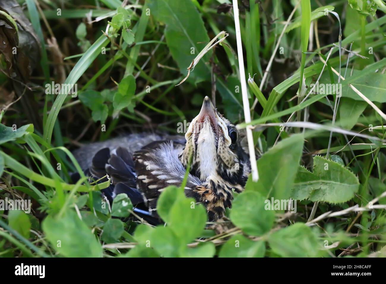 Nestling bird in the grass. Yellow-beaked nestling starling sits in the ...