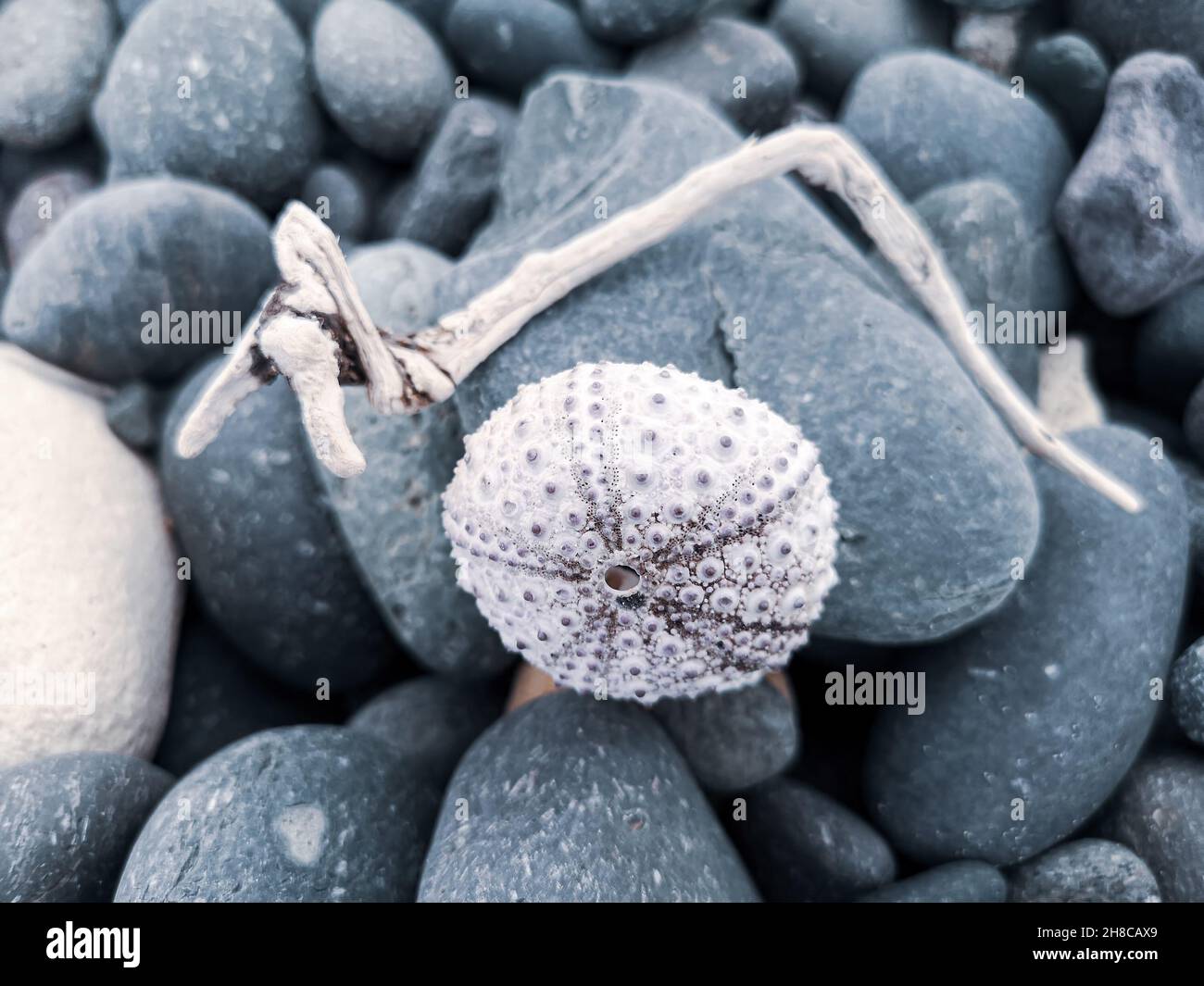 Globular urchin hi-res stock photography and images - Alamy
