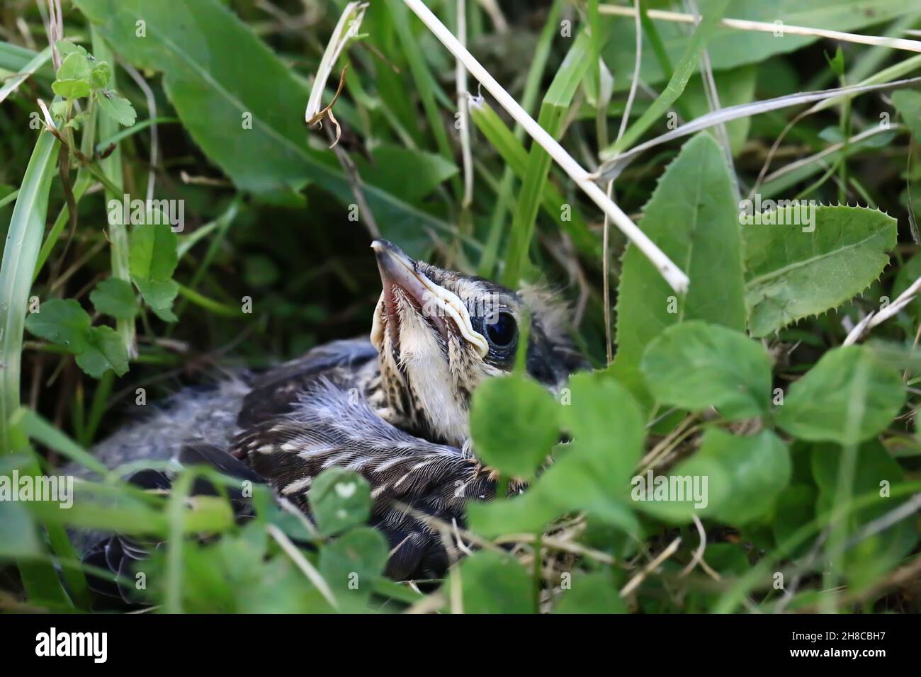 Baby catbird hi-res stock photography and images - Alamy