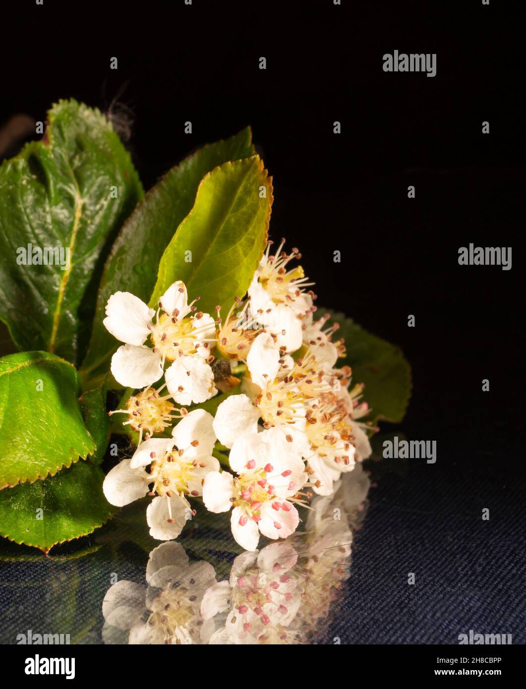 The Blossom of black rowanberry on black background with reflection ...