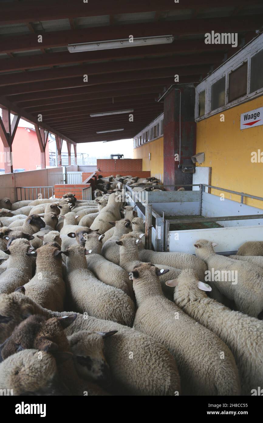 Butchering lamb hi-res stock photography and images - Alamy