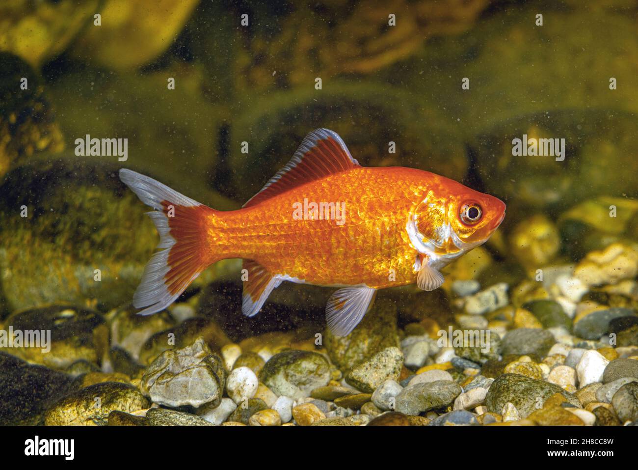 gibel carp, Prussian carp, German carp, Crucian carp (Carassius gibelio ...