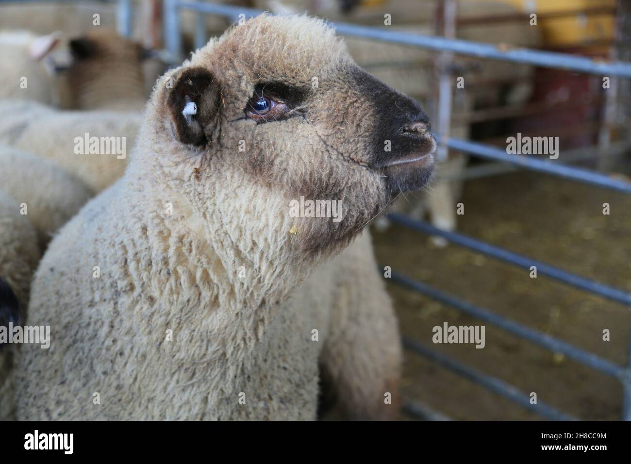 Sheep and lamb together High Resolution Stock Photography and Images ...
