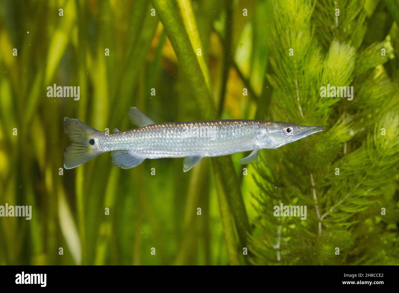 African pike characins, hepsetids (Ctenolucius hujeta), male Stock ...