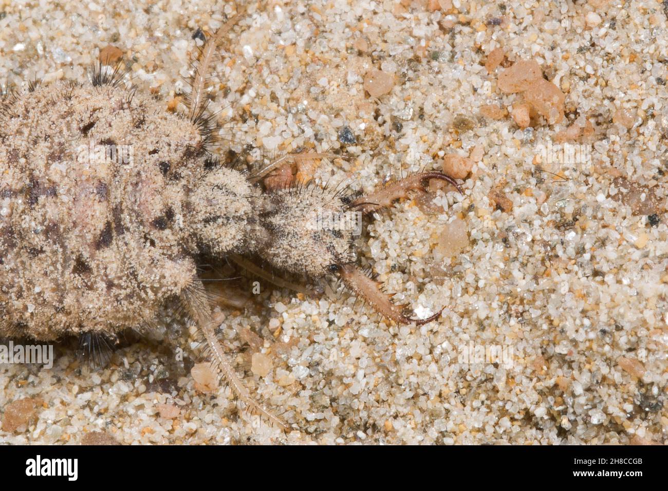 ant lion (Myrmeleon formicarius), antlion, larva, mouthparts, Germany ...