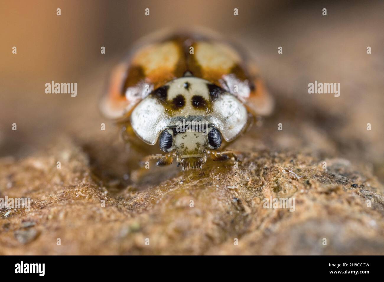 ten-spot ladybird (Adalia decempunctata), color morph, front view ...