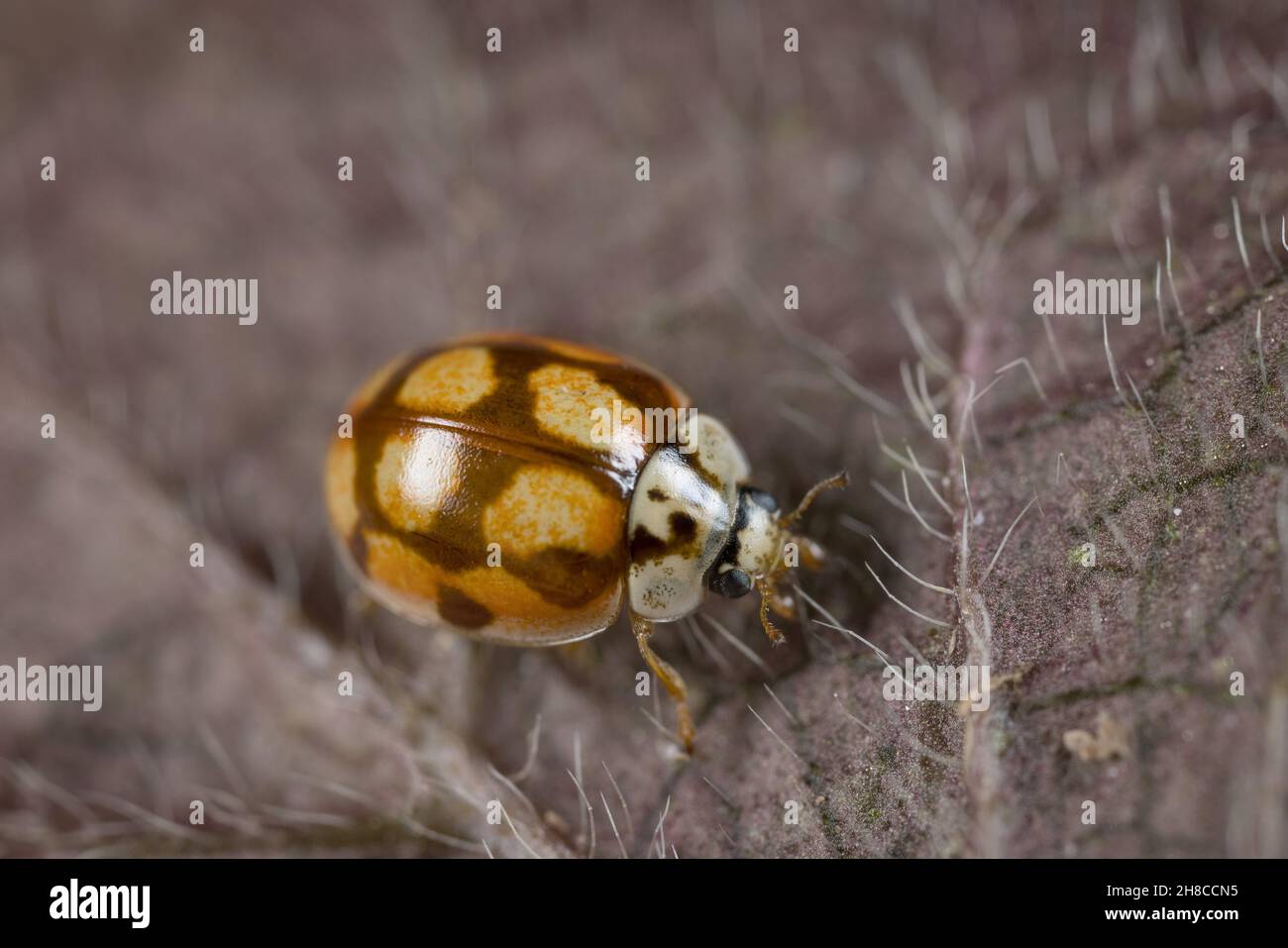 ten-spot ladybird (Adalia decempunctata), color morph, Germany Stock ...