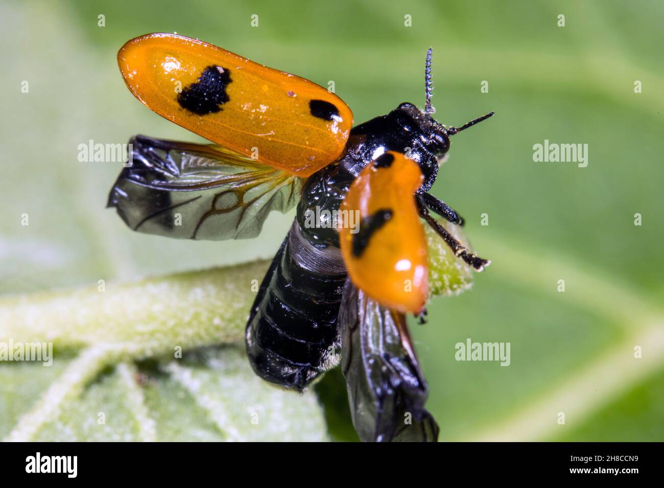 Clytra quadripunctata hi-res stock photography and images - Alamy