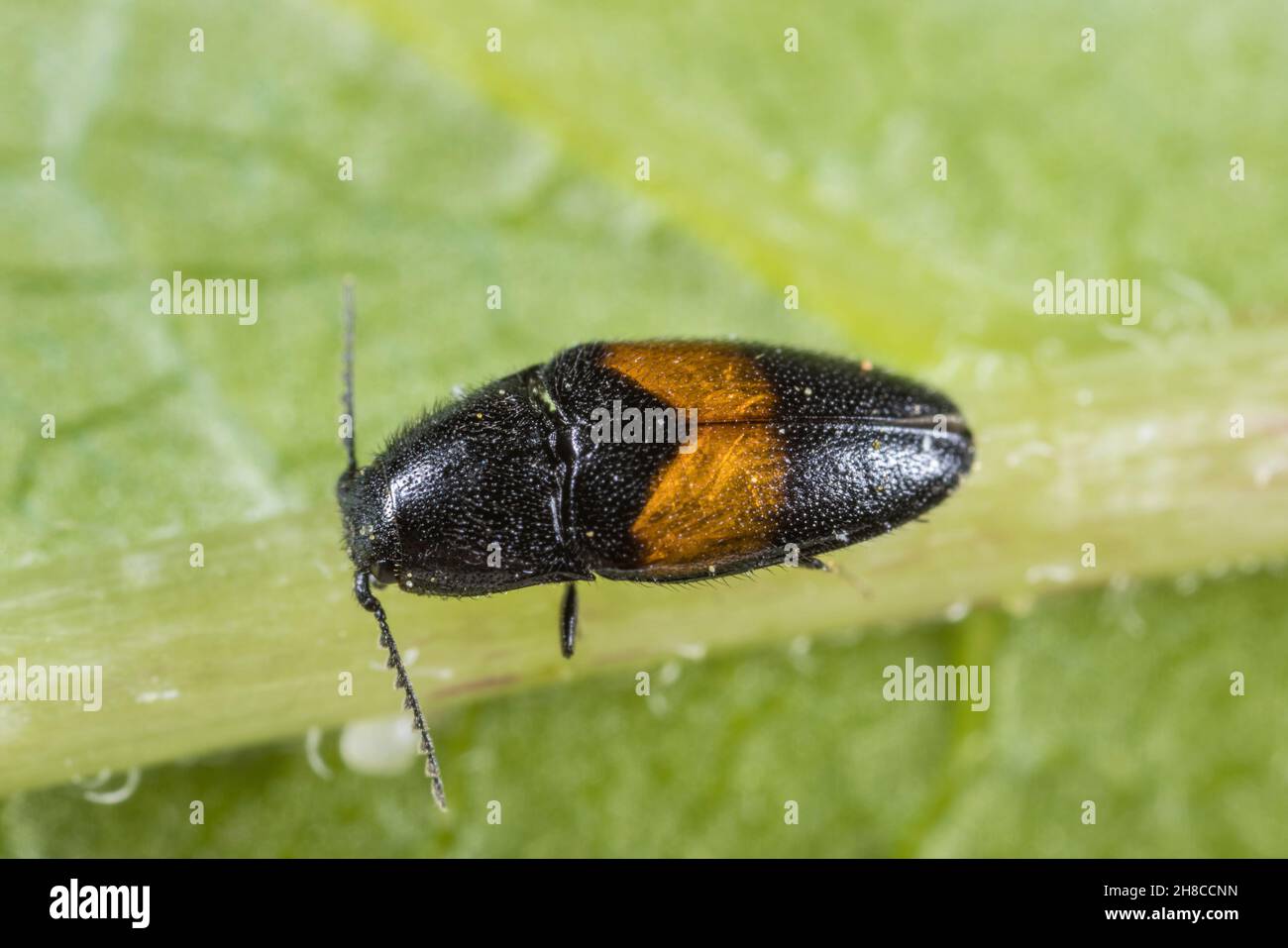 Drapetes mordelloides (Drapetes mordelloides), sitting on a leaf ...
