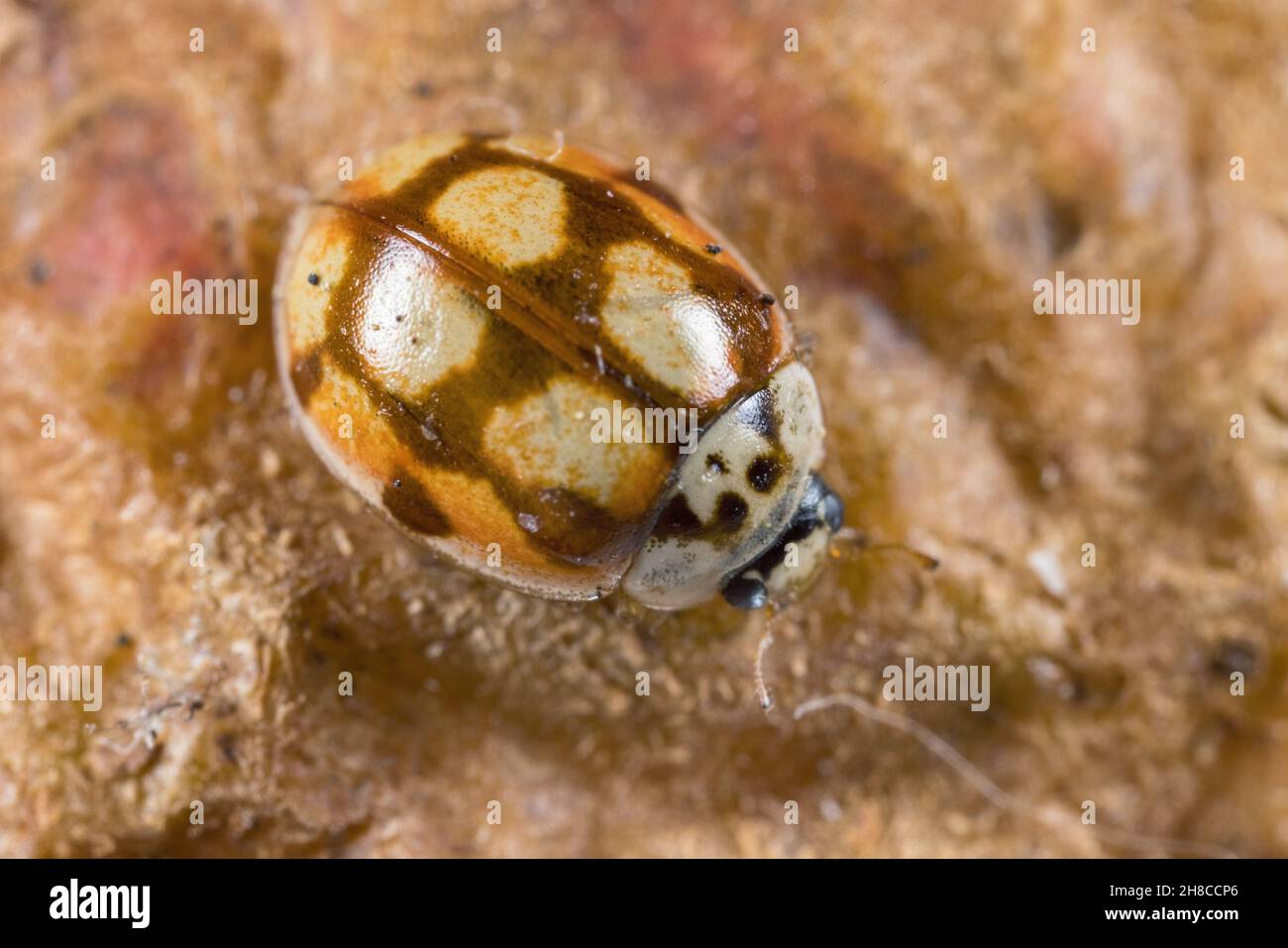 ten-spot ladybird (Adalia decempunctata), color morph, top view ...