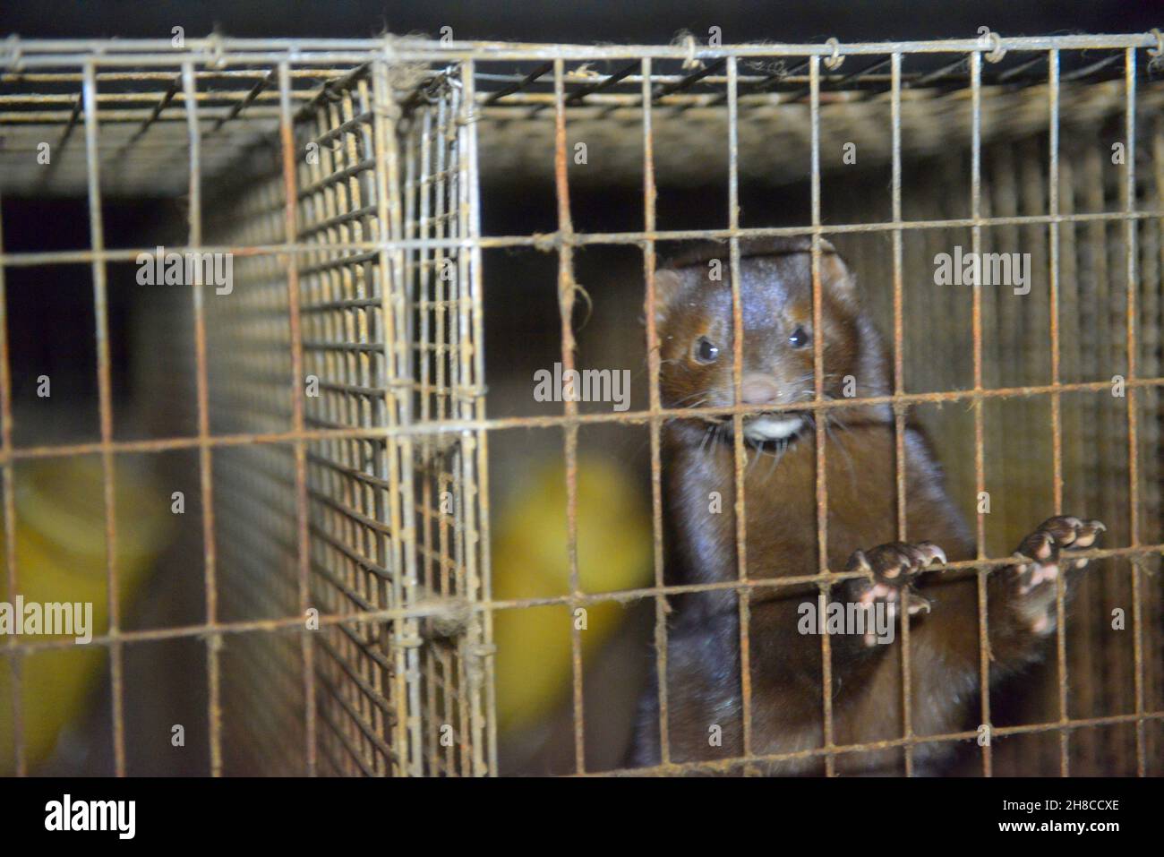 American mink cage hi-res stock photography and images - Alamy