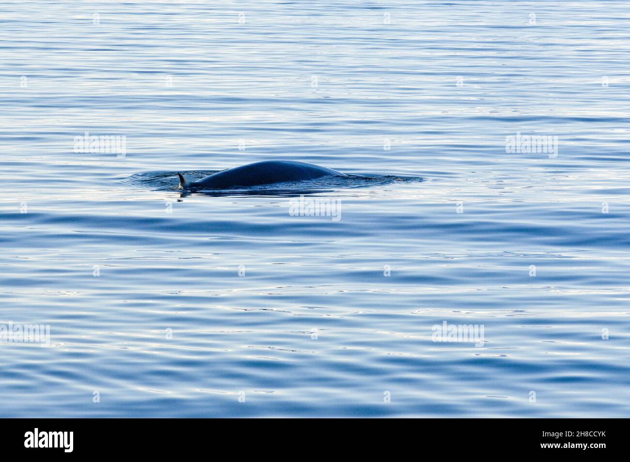 fin whale, common rorqual (Balaenoptera physalus), at the water surface ...
