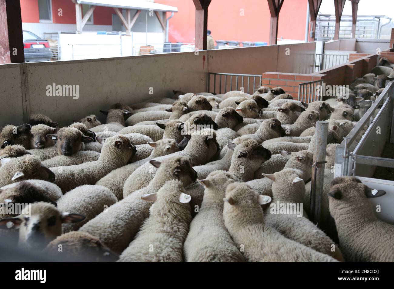 Butchering lamb High Resolution Stock Photography and Images - Alamy