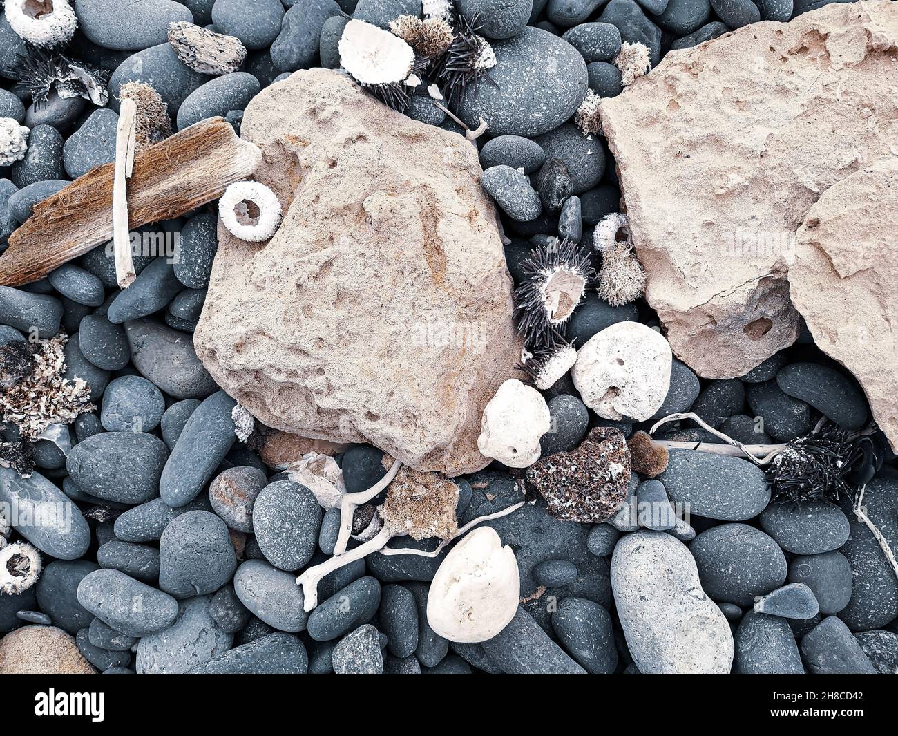 Top view of dead sea urchin shells on stones Stock Photo - Alamy