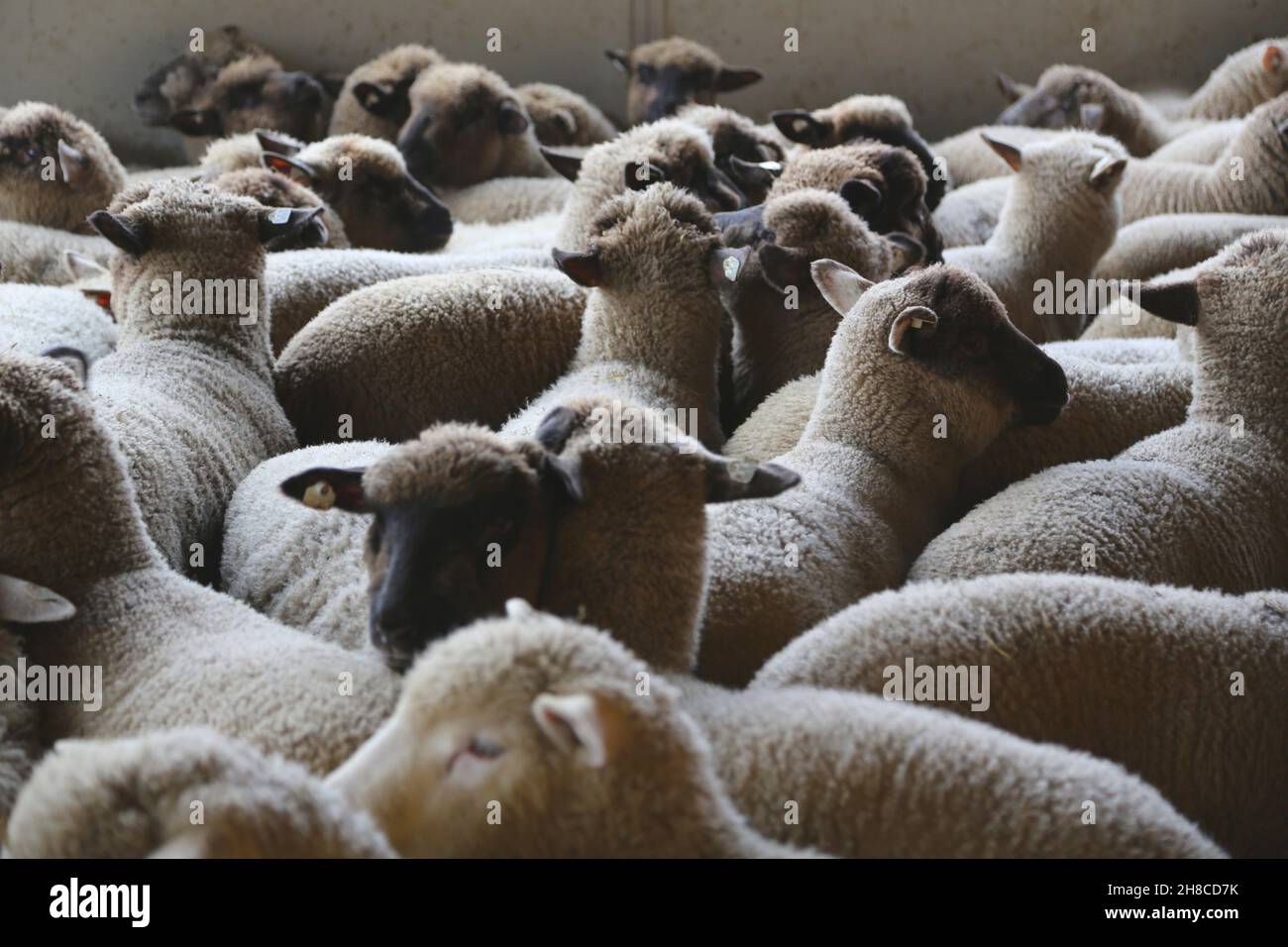 Lambs together hi-res stock photography and images - Alamy