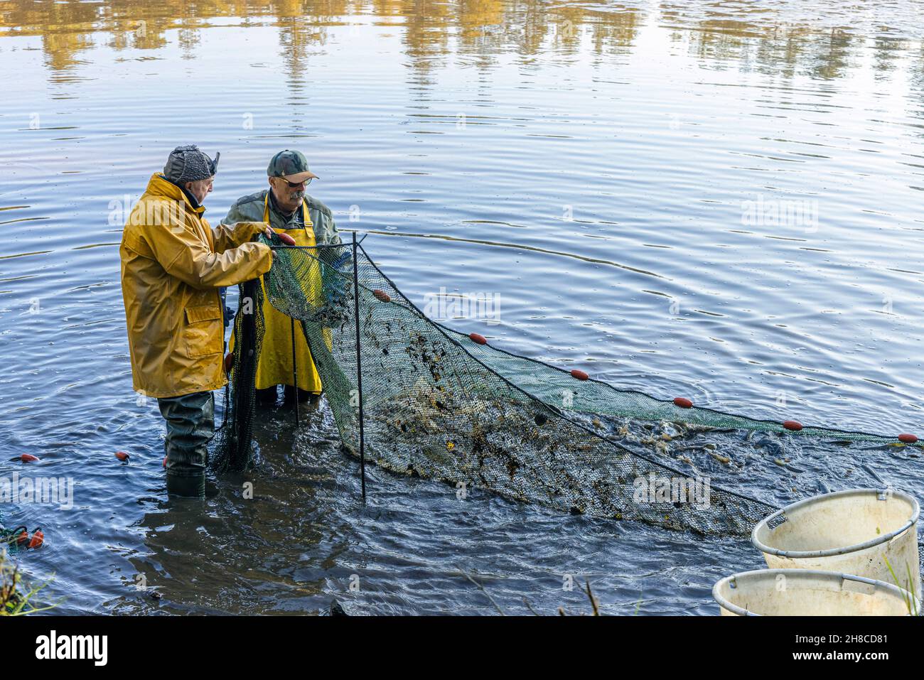 fish breeding pond, fishing in let out pond with seines, Germany ...