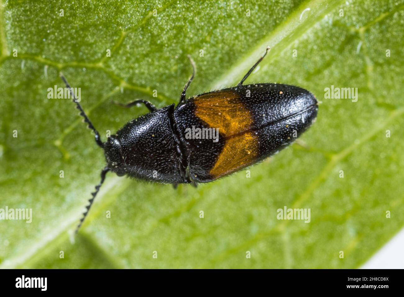 Drapetes mordelloides (Drapetes mordelloides), sitting on a leaf ...