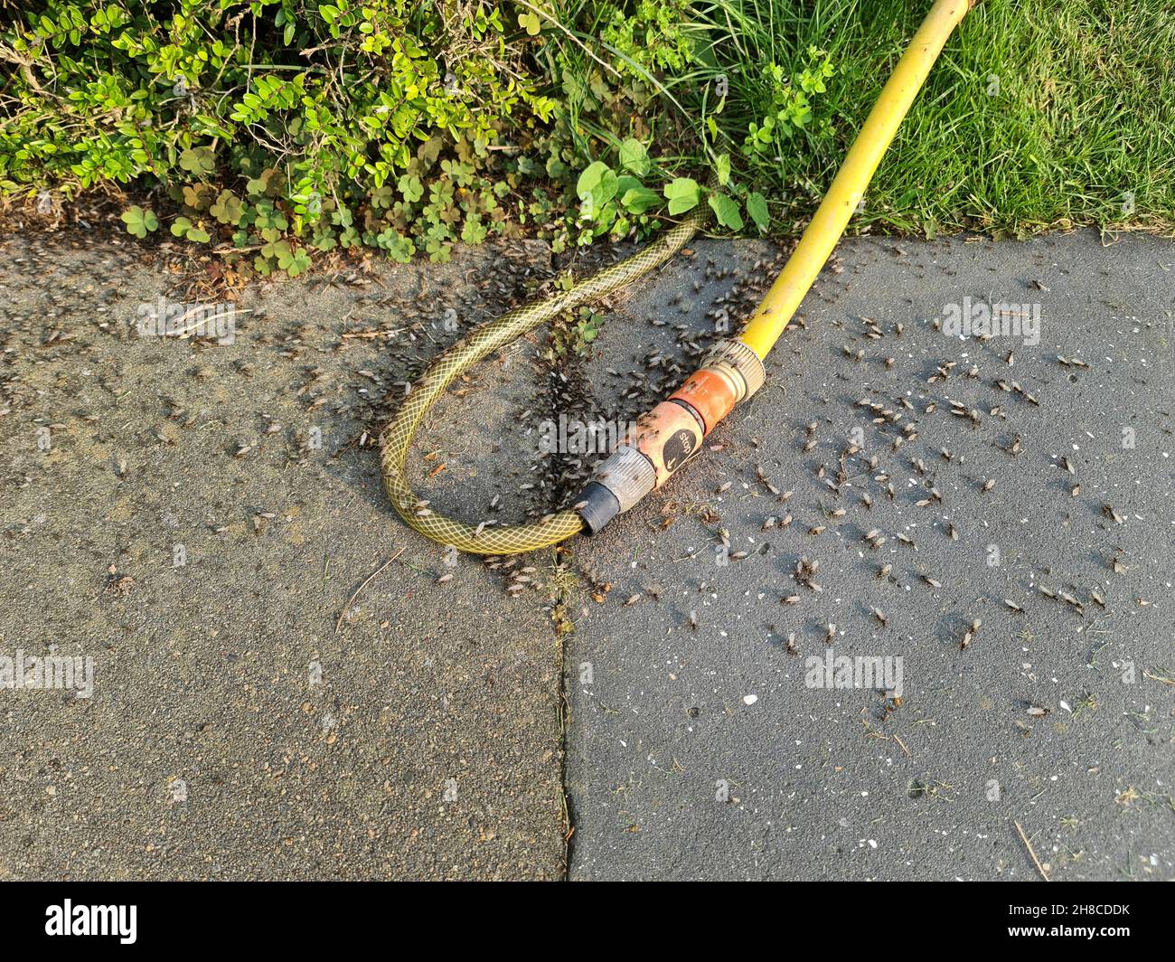 Flying ants hi-res stock photography and images - Alamy