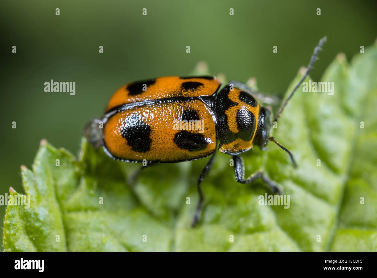 leaf beetle (Cryptocephalus quinquepunctatus), top view, Germany Stock ...