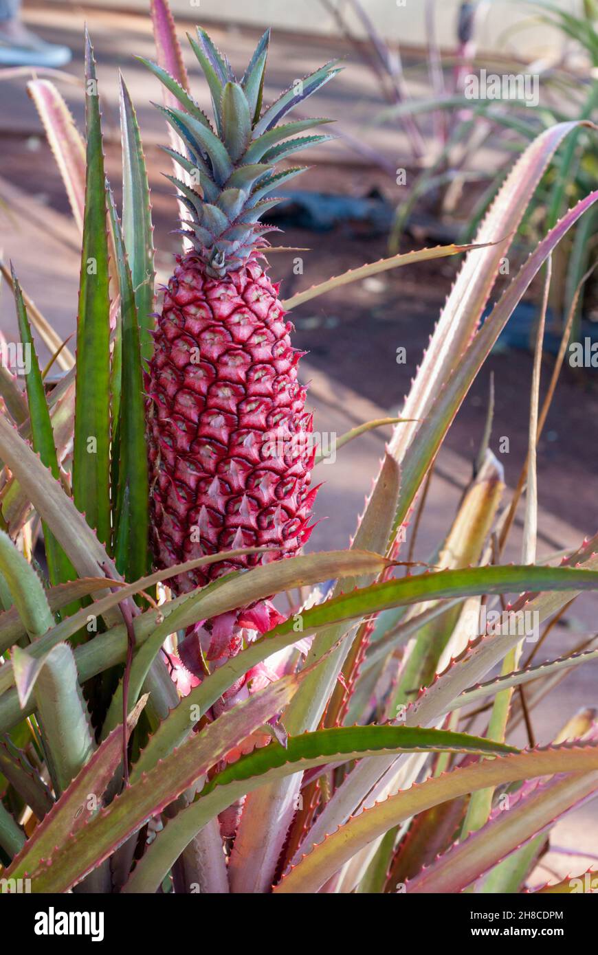Botany bromeliaceae pineapple hi-res stock photography and images - Alamy