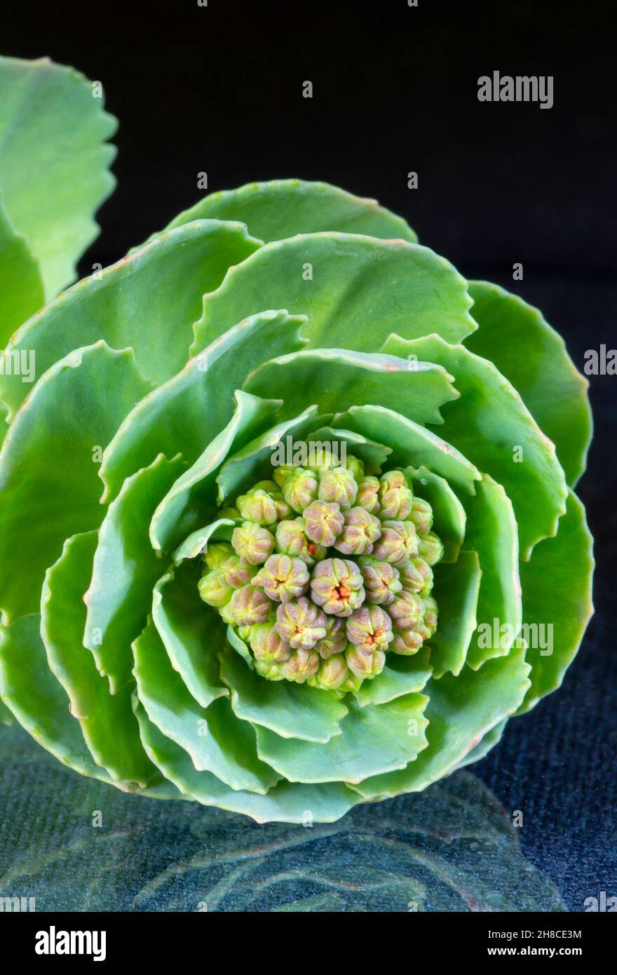 Rhodiola rosea flower on a glass table with a reflection. Green plant ...