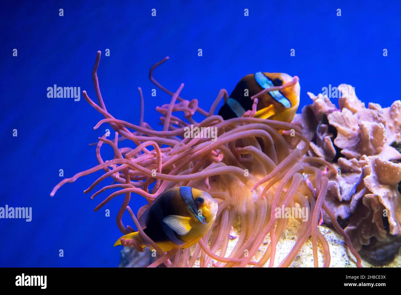 Keybord fish aquarium hi-res stock photography and images - Alamy