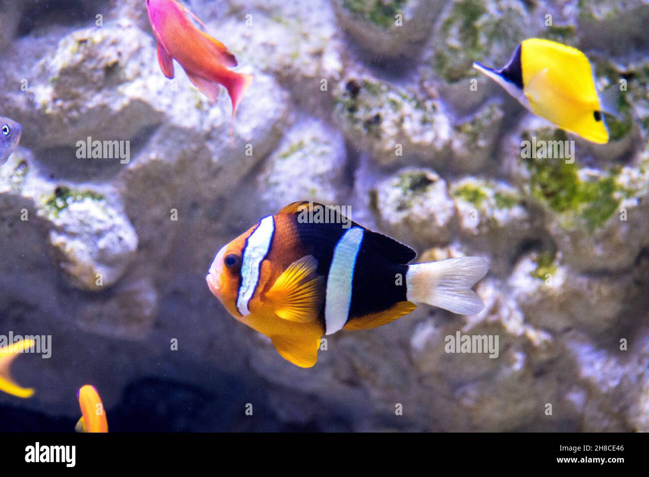 Keybord fish aquarium hi-res stock photography and images - Alamy