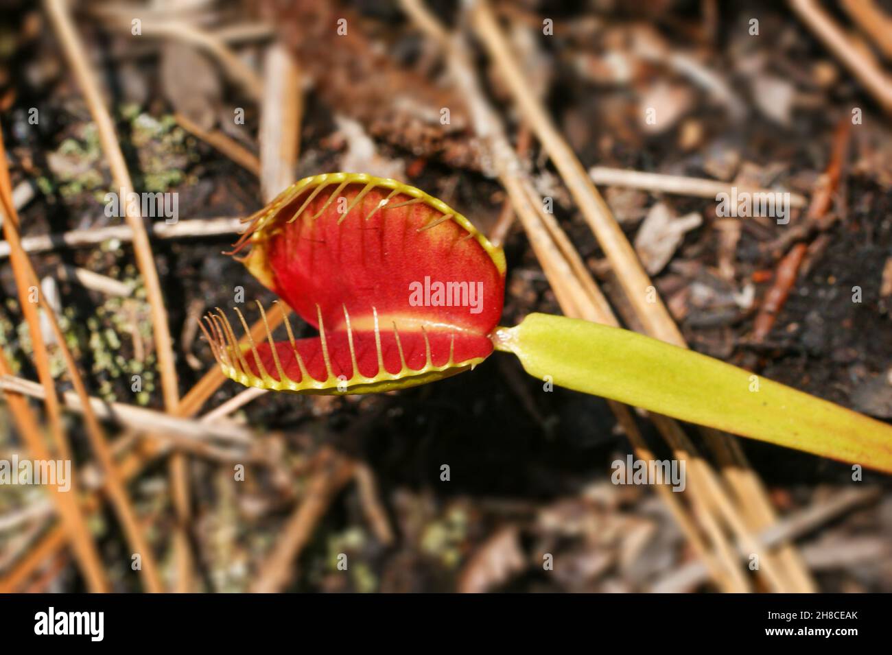 Single red trap of the Venus Flytrap, Dionaea muscipula, North Carolina ...