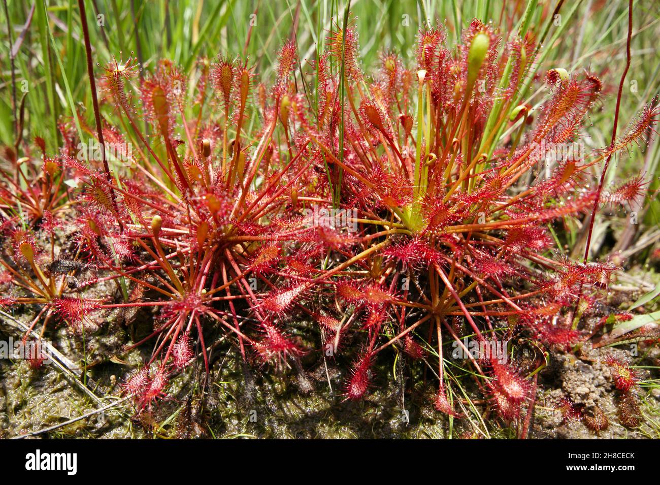 Spatulate leaves hi-res stock photography and images - Alamy
