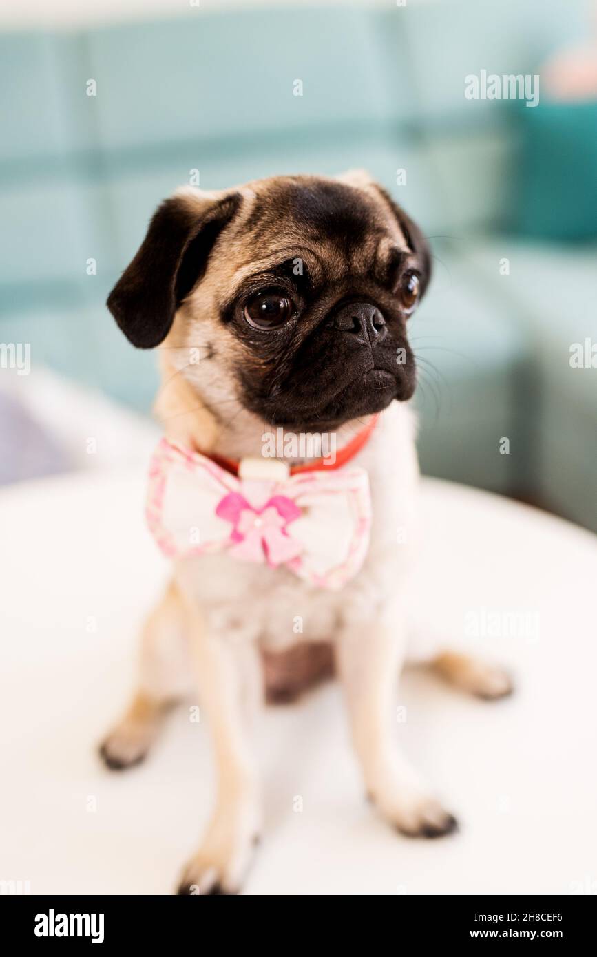Female Pug with sad look on her face Stock Photo - Alamy