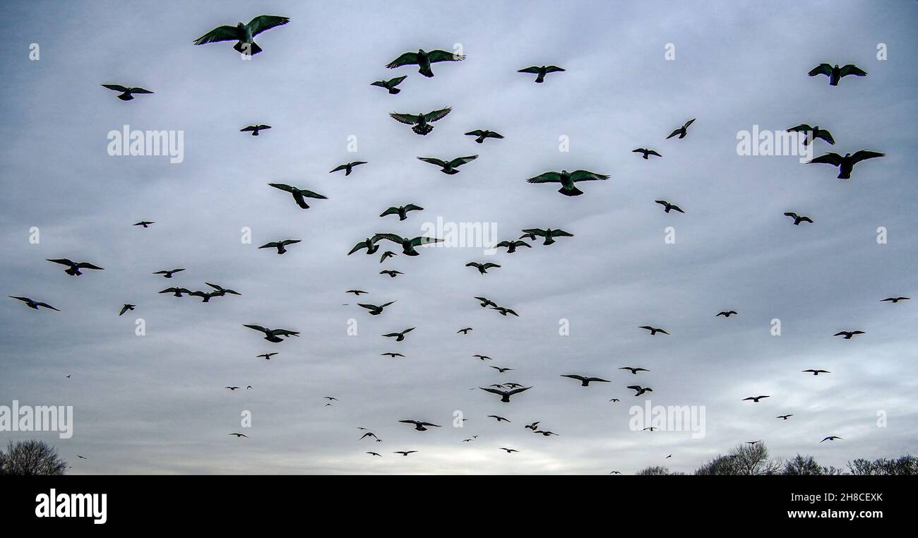 Liverpool pigeons hi-res stock photography and images - Alamy