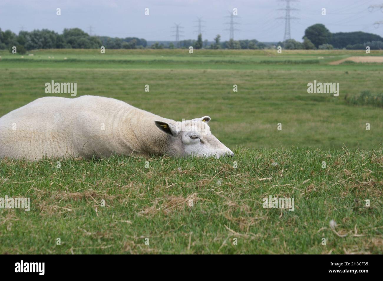 Sleep sheep hi-res stock photography and images - Alamy