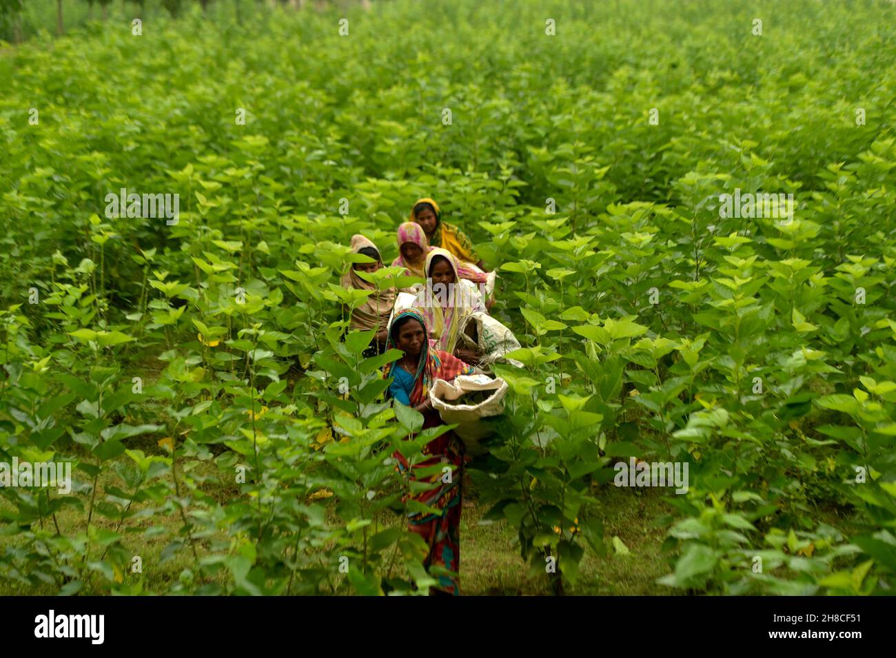 Farm workers in china hi-res stock photography and images - Alamy