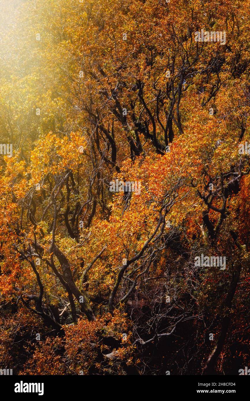 Beech trees, tendril branches reaching for light Stock Photo - Alamy