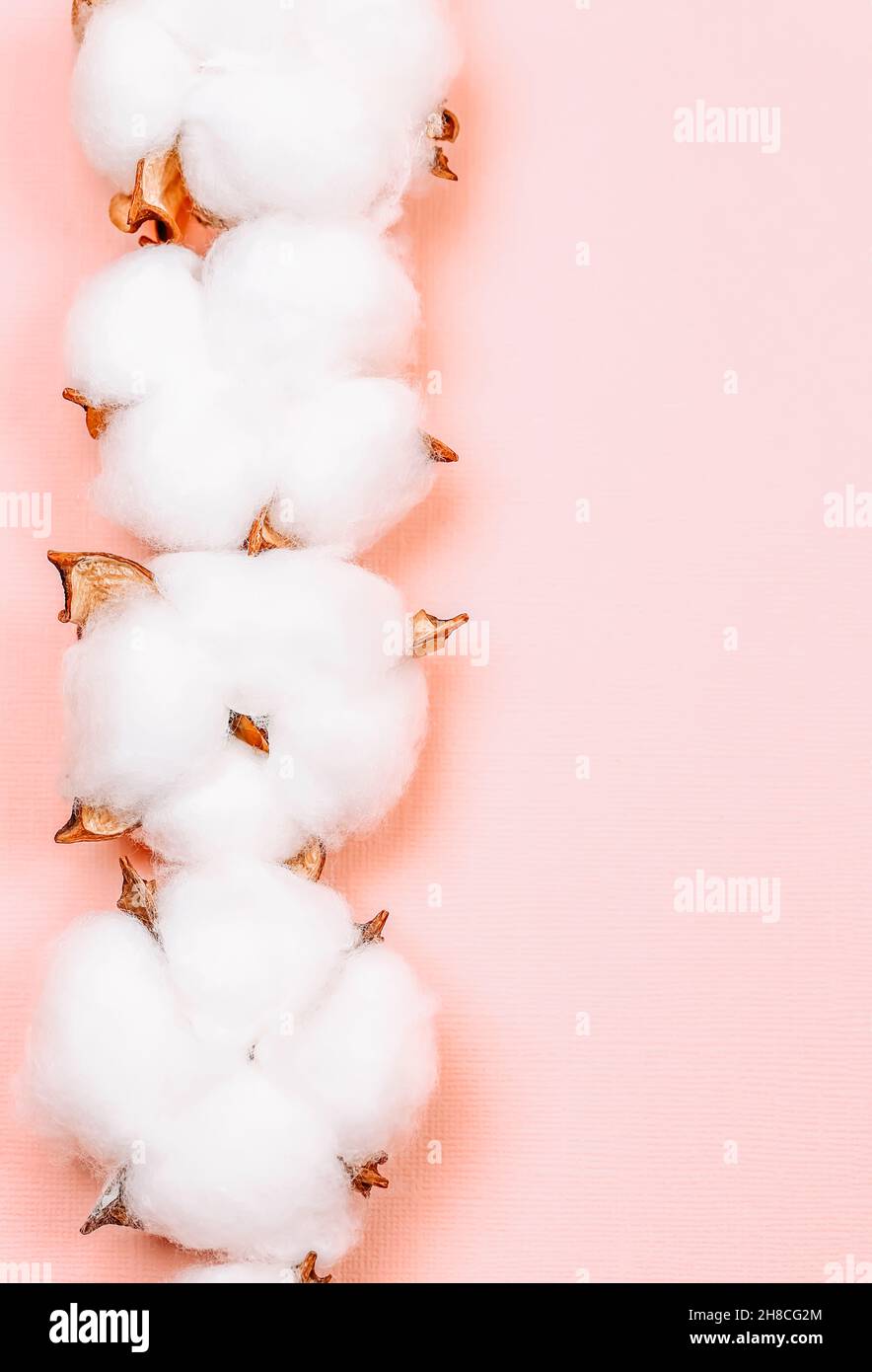 Cotton plant pink flower hi-res stock photography and images - Alamy