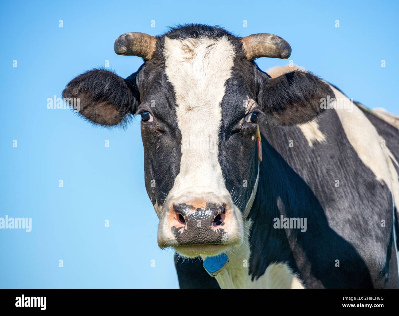Profil headshot hi-res stock photography and images - Alamy