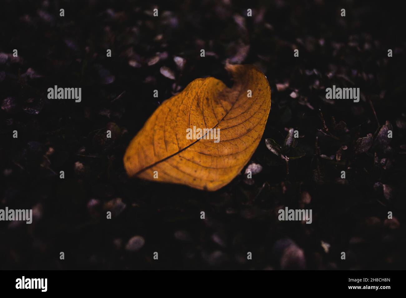 Single yellow leaf on a dark background Stock Photo - Alamy