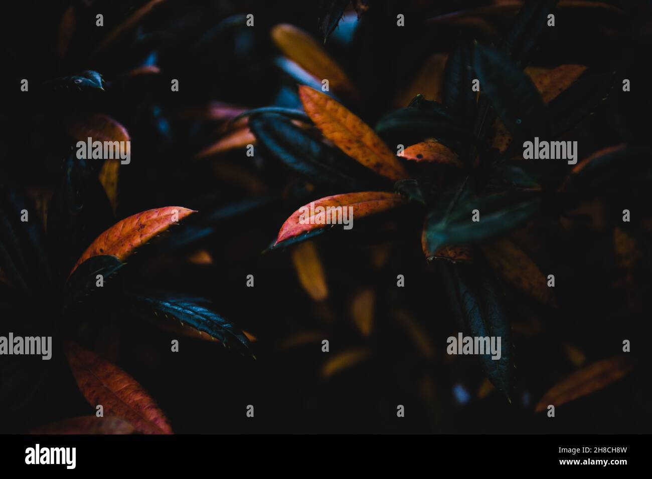 Close-up shot of a Juliana's barberry branch in the dark.Perfect for ...
