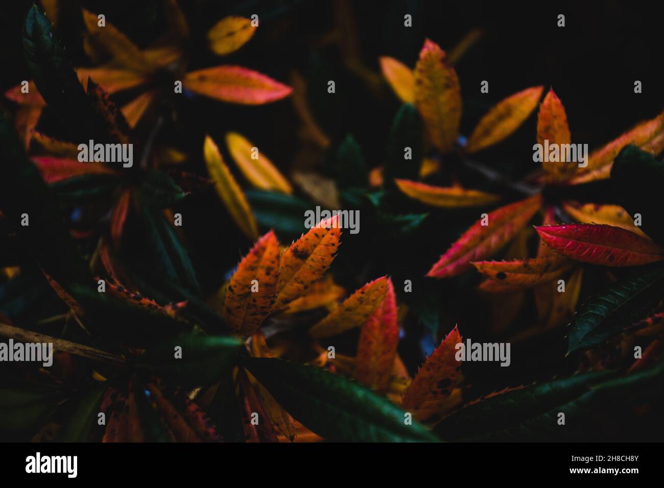 Close-up shot of a Juliana's barberry branch in the dark.Perfect for ...