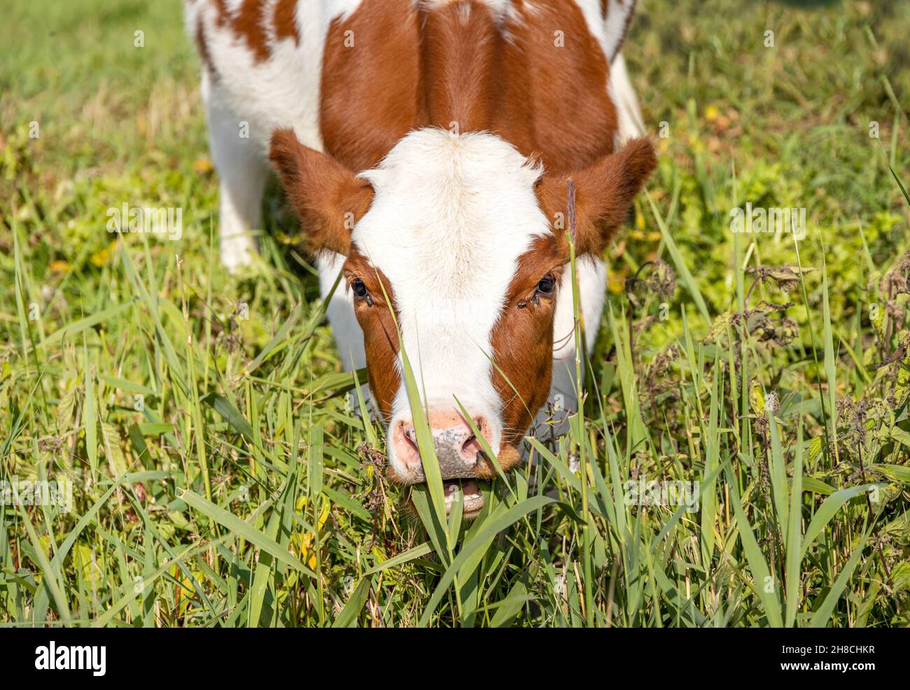 Cow with mouth open biting and grazing blades of grass, stooping in a ...