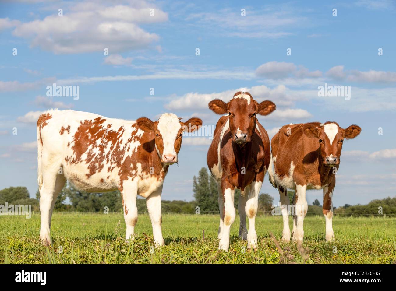 Agriculture grass meadow dear hi-res stock photography and images - Alamy