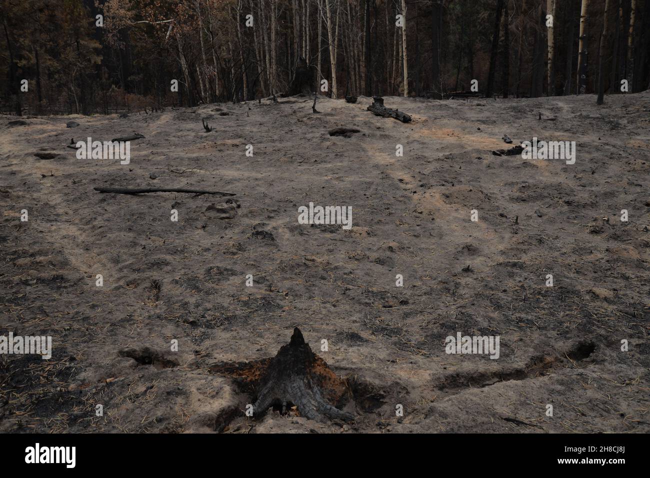 Landscape view of burnt pine trees after the wildfire. BC Summer 2021 ...