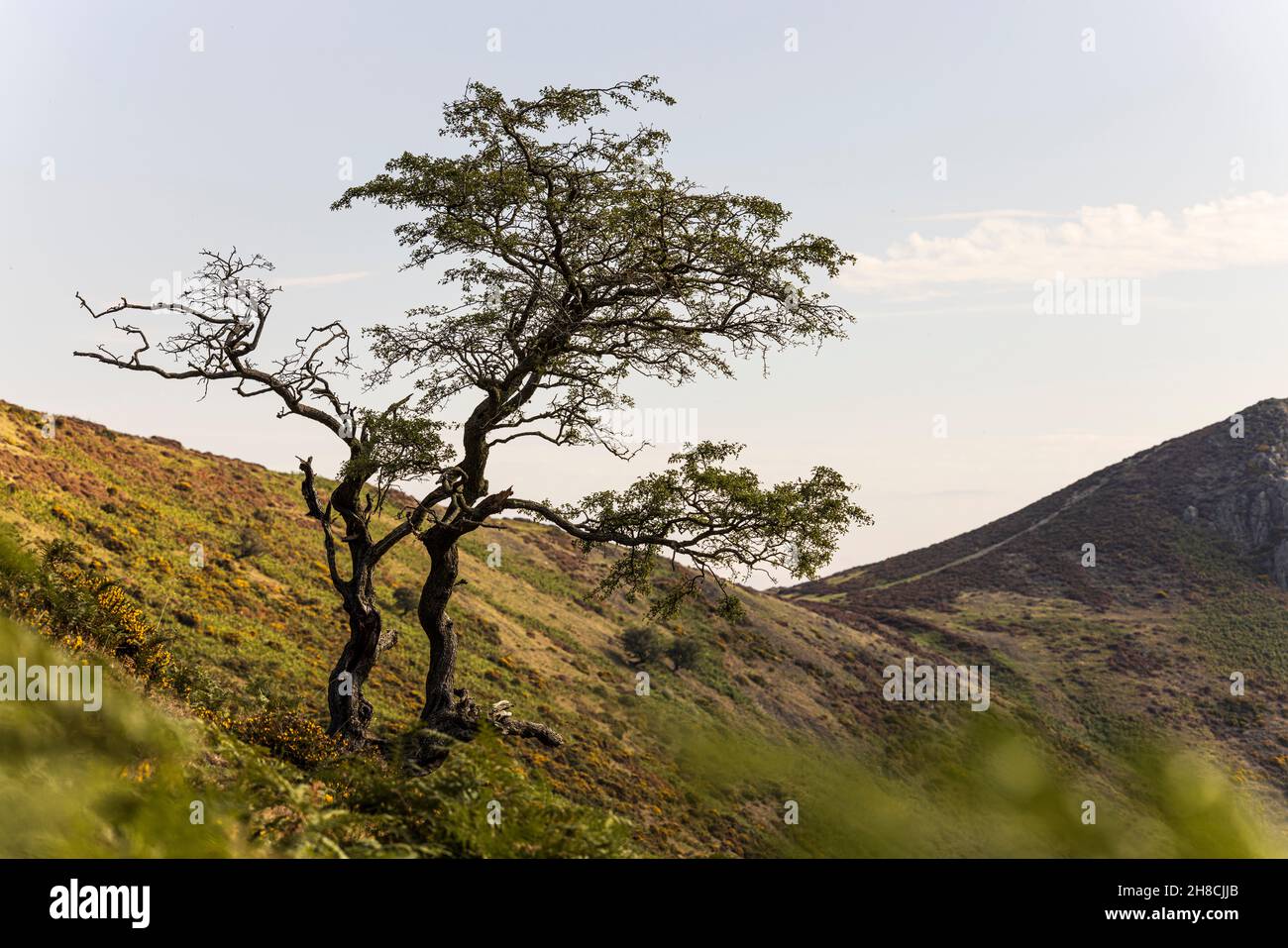 Lone tree and Long Mynd Bur, area of natural beauty, Shropshire ...
