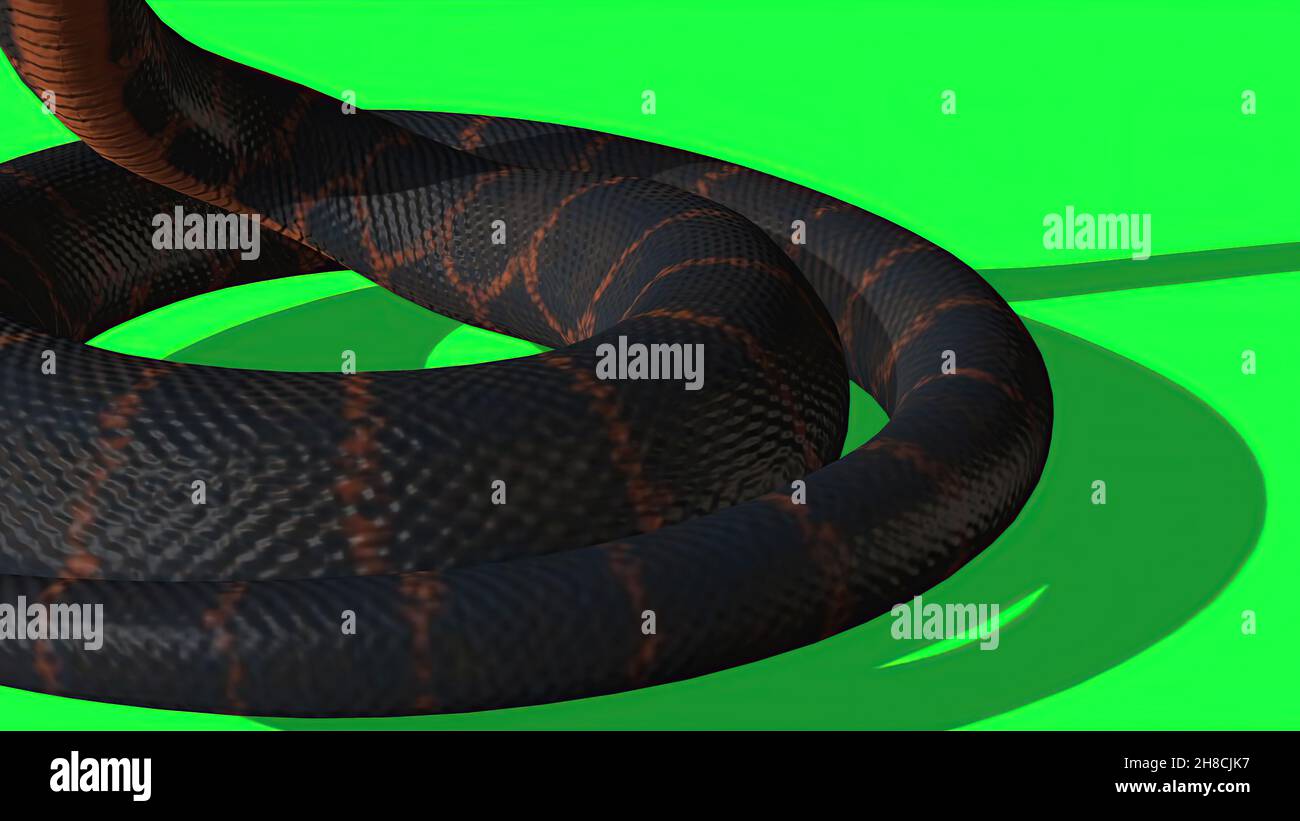 3d illustration - Python Snake With Green Screen Background Stock Photo ...