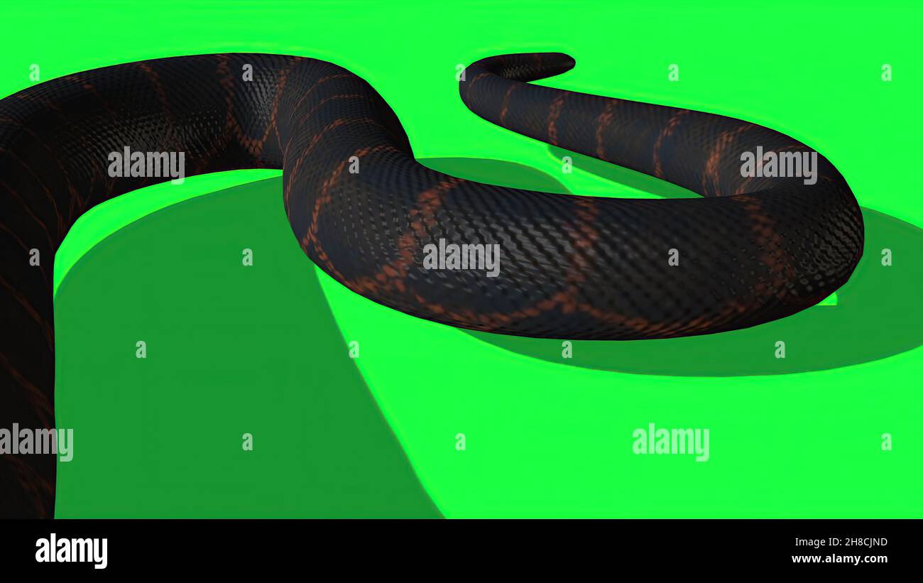Snake green screen hi-res stock photography and images - Alamy
