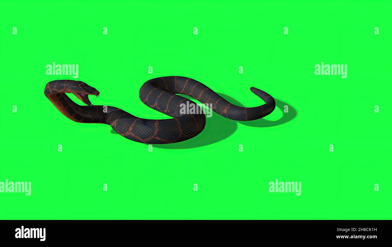 3d illustration - Python Snake With Green Screen Background Stock Photo ...