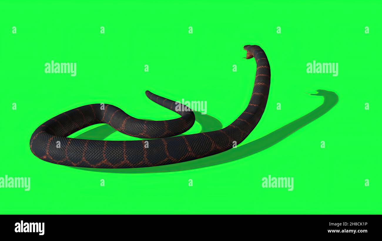 3d illustration - Python Snake With Green Screen Background Stock Photo ...