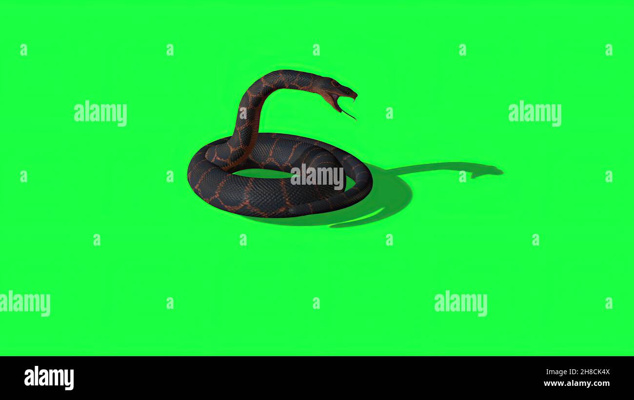 Snake green screen hi-res stock photography and images - Alamy