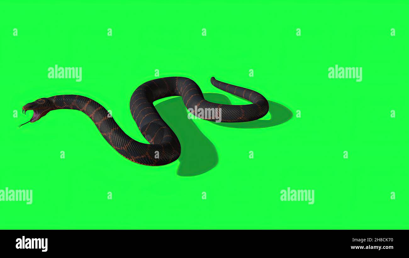 3d illustration - Python Snake With Green Screen Background Stock Photo ...