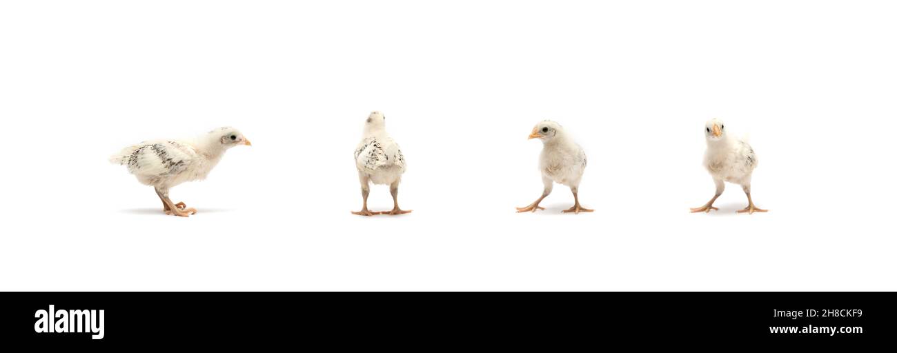 The isolated little baby HAMBURG Chick team in the row, standing on ...